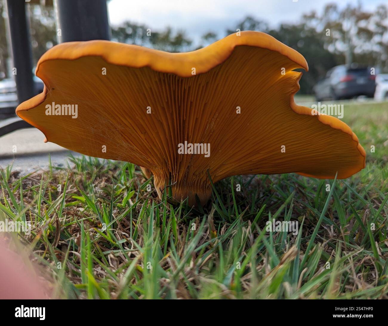 southern jack-o'-lantern (Omphalotus subilludens Stock Photo - Alamy
