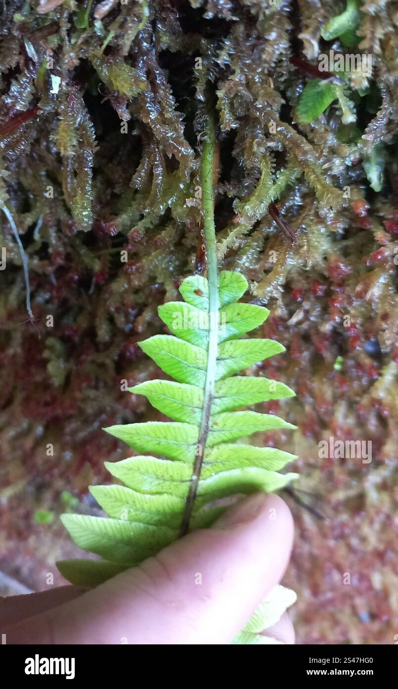 Crown Fern (Lomaria discolor Stock Photo - Alamy