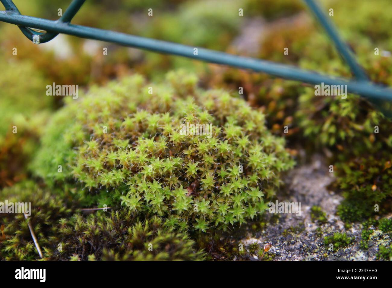 Star Moss (Syntrichia ruralis Stock Photo - Alamy