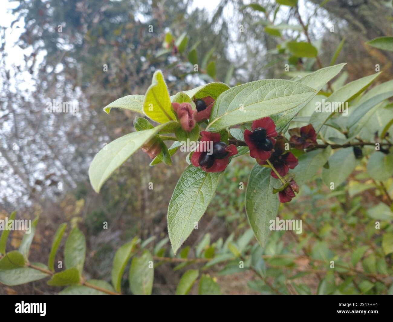 twinberry honeysuckle (Lonicera involucrata Stock Photo - Alamy
