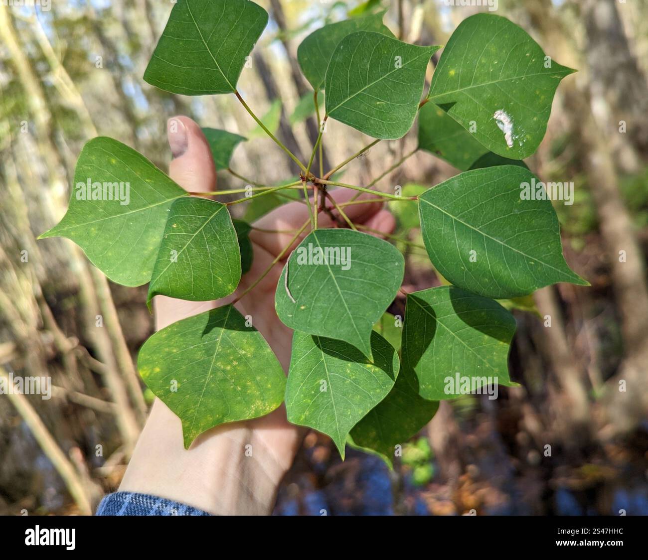 Chinese Tallow (Triadica sebifera Stock Photo - Alamy