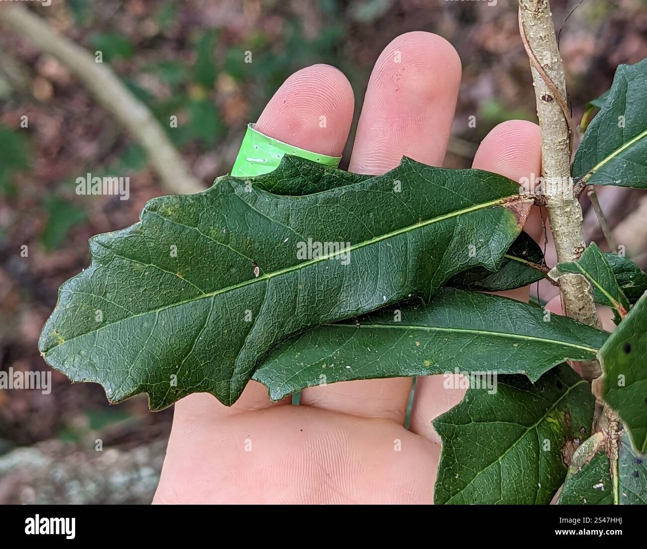southern live oak (Quercus virginiana Stock Photo - Alamy