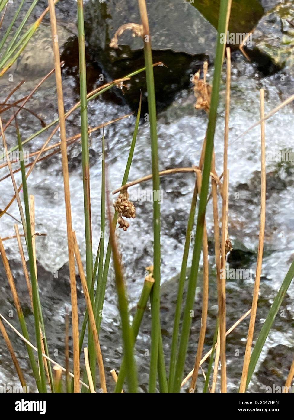 Soft Rush (Juncus effusus Stock Photo - Alamy
