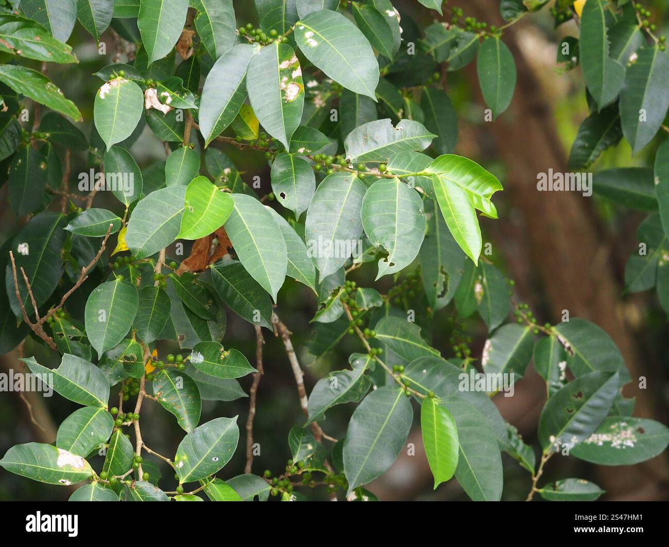 figwood (Ficus virgata Stock Photo - Alamy