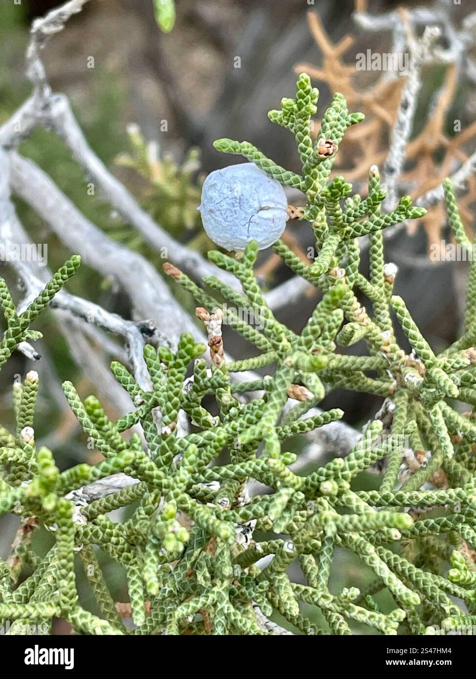 California juniper (Juniperus californica Stock Photo - Alamy