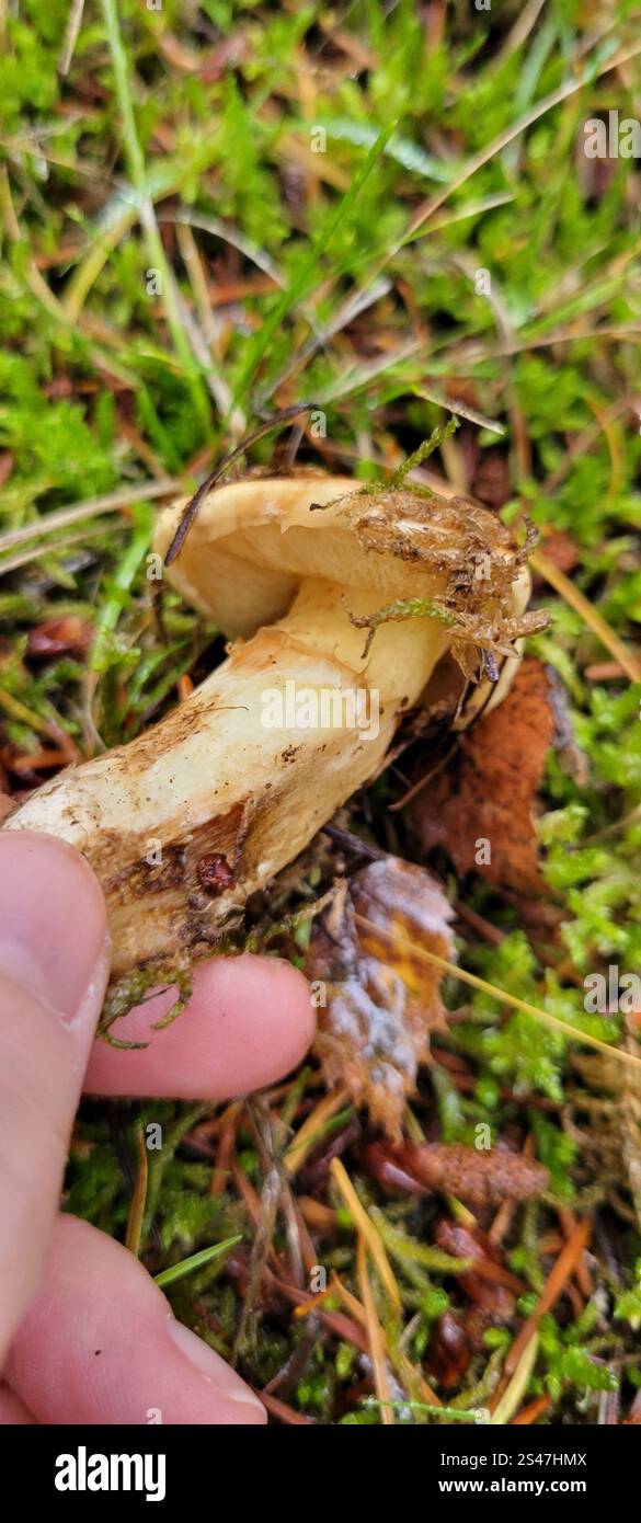 Fat Jack (Suillus caerulescens Stock Photo - Alamy