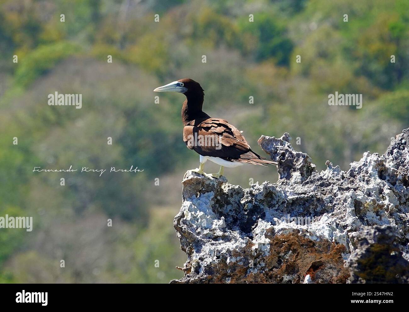 Brown Booby (Sula leucogaster Stock Photo - Alamy