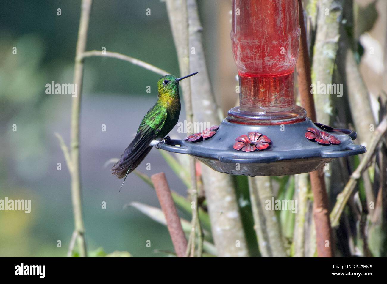Golden-breasted Puffleg (Eriocnemis mosquera Stock Photo - Alamy