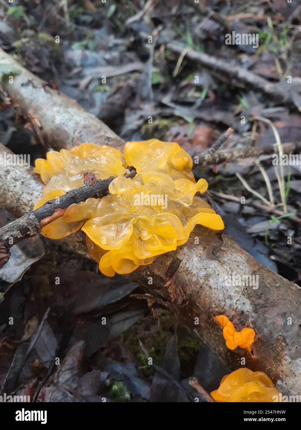 witch's butter (Tremella mesenterica Stock Photo - Alamy