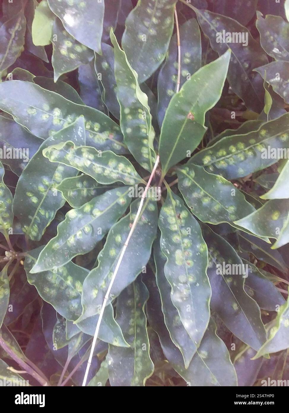 Australian Cheesewood (Pittosporum undulatum Stock Photo - Alamy