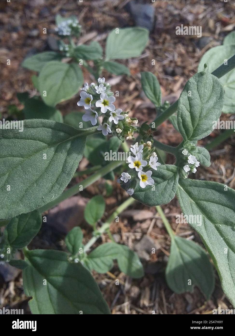 European heliotrope (Heliotropium europaeum Stock Photo - Alamy