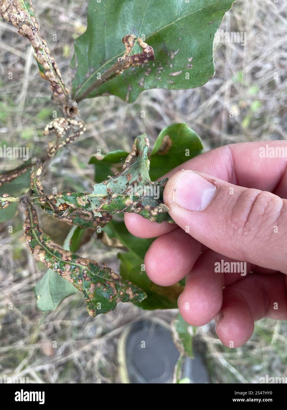 oak flake gall wasp (Neuroterus quercusverrucarum Stock Photo - Alamy