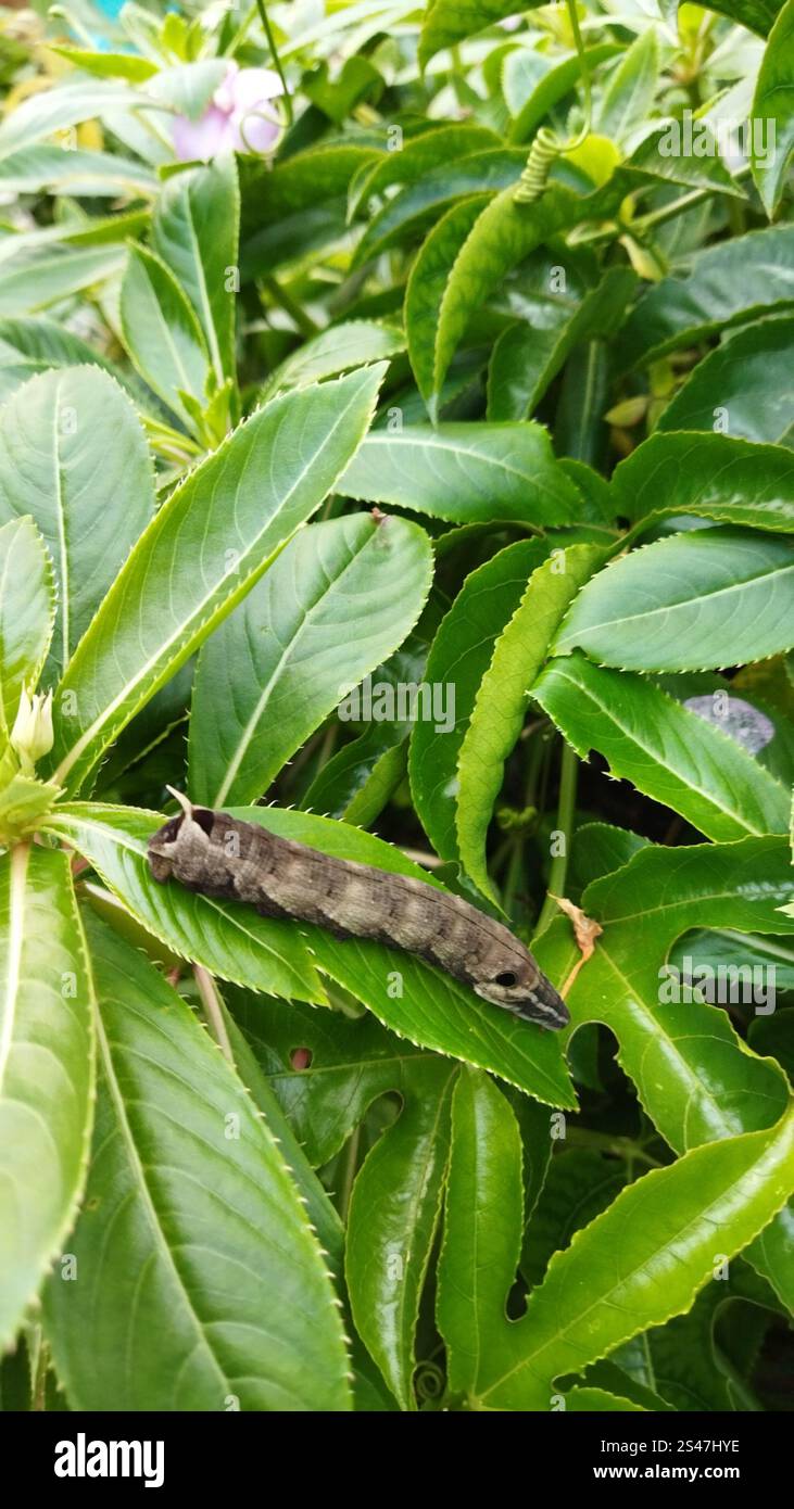 Common Striped Hawkmoth (Hippotion eson Stock Photo - Alamy
