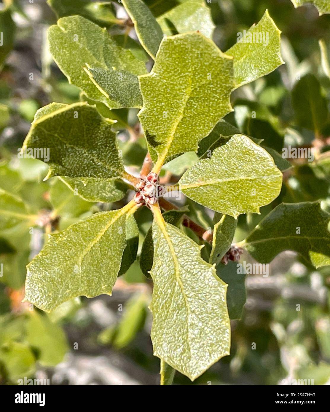 Muller's oak (Quercus cornelius-mulleri Stock Photo - Alamy