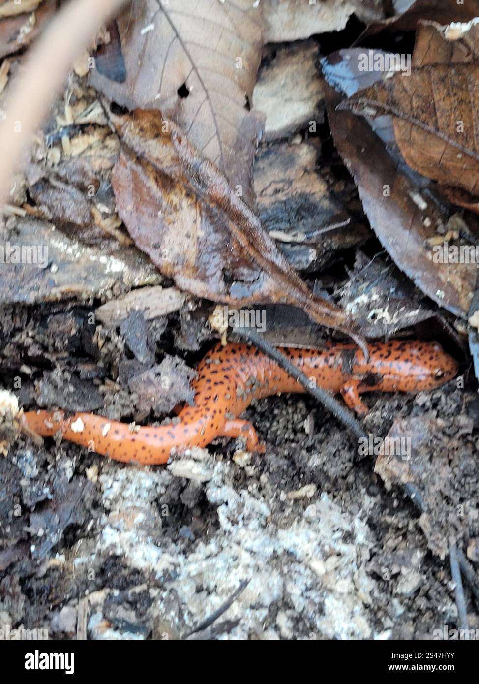 Red Salamander (Pseudotriton ruber Stock Photo - Alamy