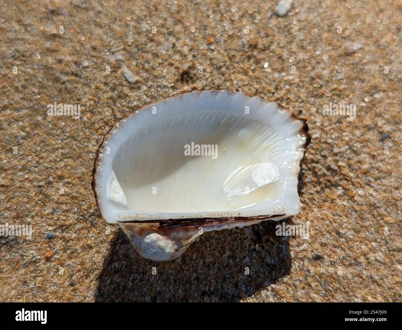 Eared ark (Anadara notabilis Stock Photo - Alamy
