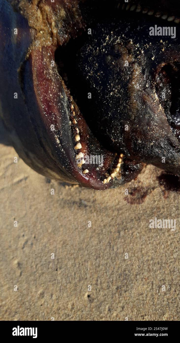 Indo-Pacific Finless Porpoise (Neophocaena phocaenoides Stock Photo - Alamy