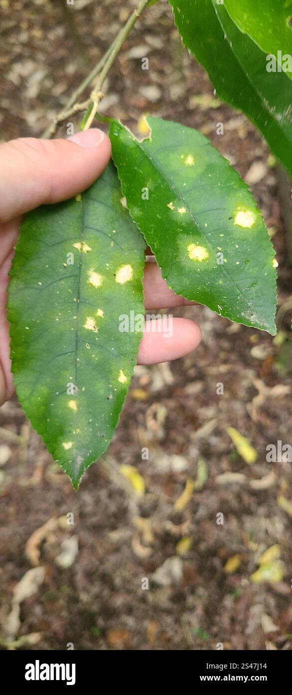 Mahoe Leafspot (Cephaleuros lagerheimii Stock Photo - Alamy