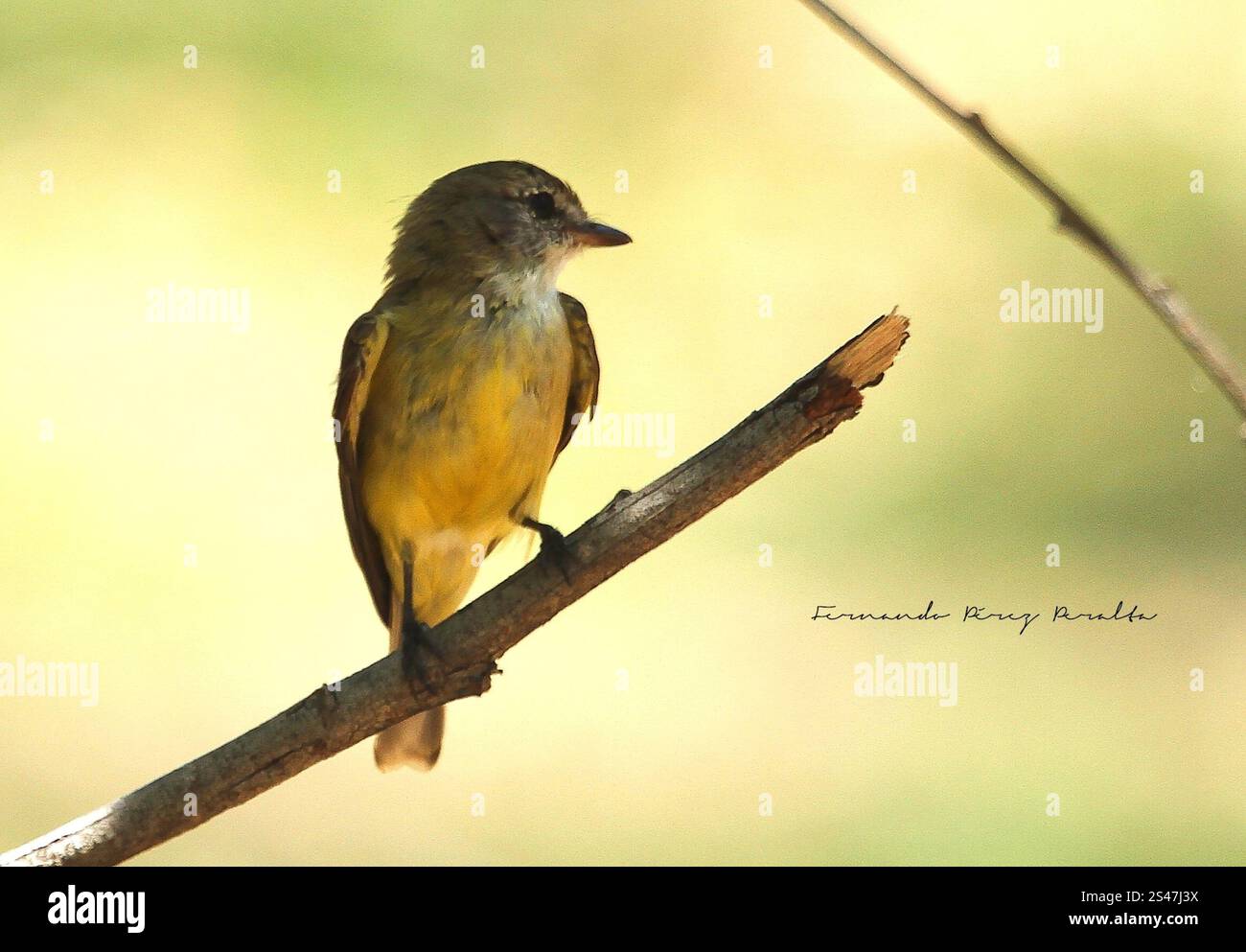 Lemon-bellied Flyrobin (Microeca flavigaster Stock Photo - Alamy