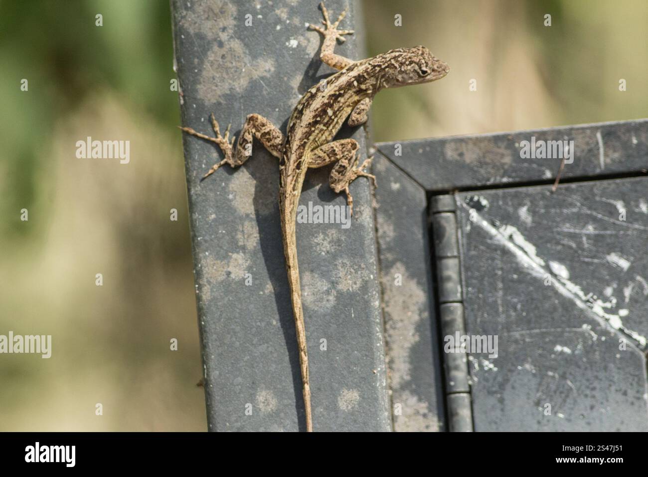 Brown Anole (Anolis sagrei Stock Photo - Alamy