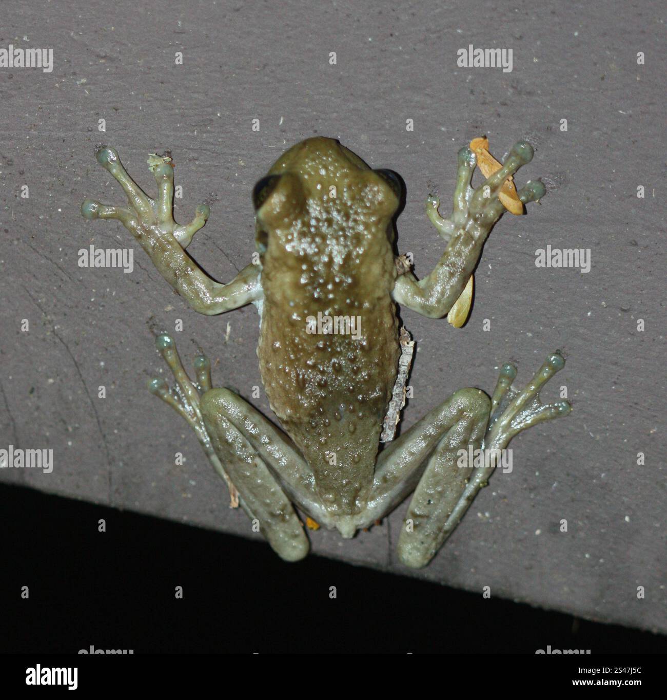 Vermiculated Tree Frog (Trachycephalus vermiculatus Stock Photo - Alamy