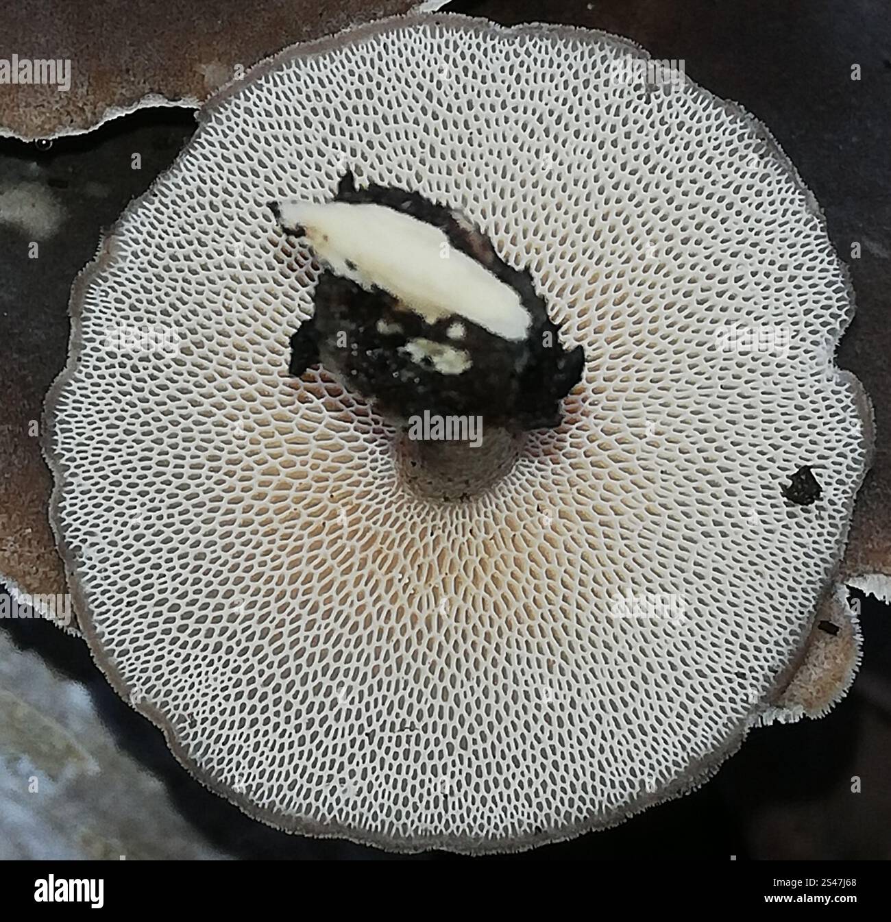 Winter polypore (Lentinus brumalis Stock Photo - Alamy