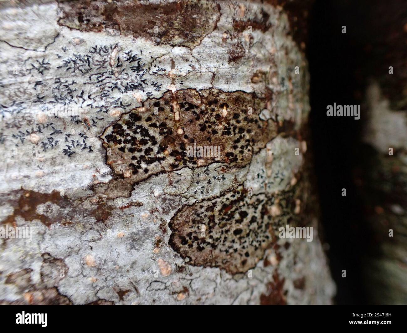 Asterisk Lichen (Arthonia radiata Stock Photo - Alamy