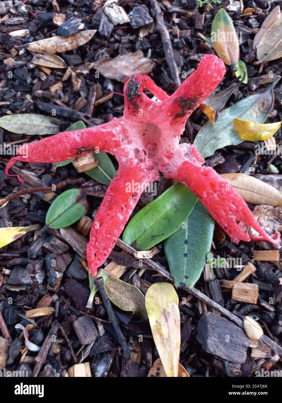 devil's-fingers (Clathrus archeri Stock Photo - Alamy