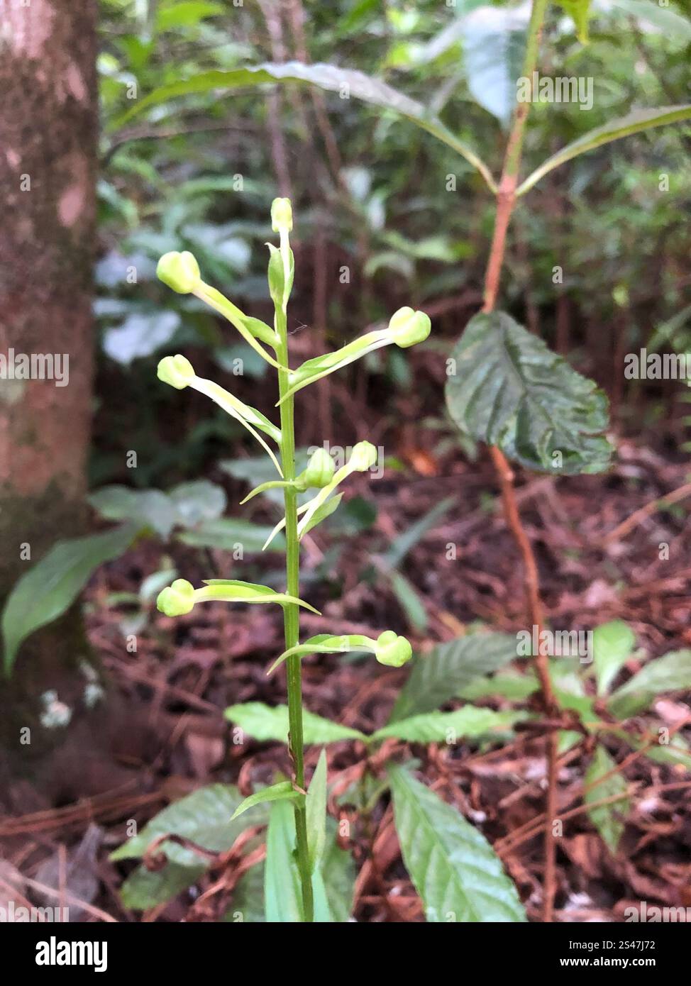 toothpetal false reinorchid (Habenaria floribunda Stock Photo - Alamy