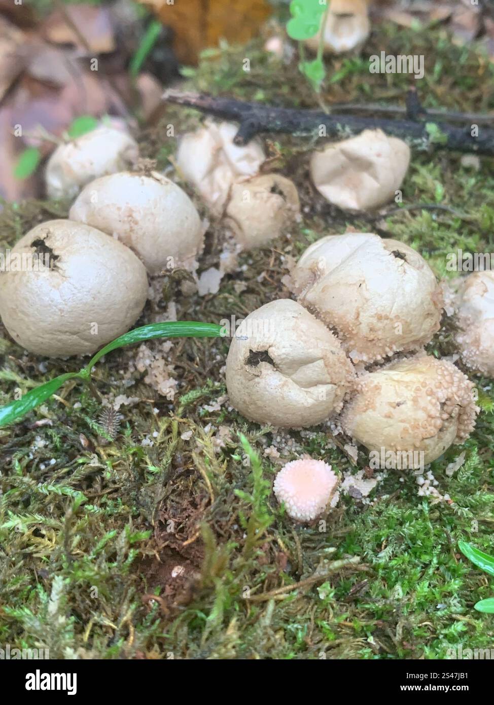 Pear-shaped Puffball (Apioperdon pyriforme Stock Photo - Alamy
