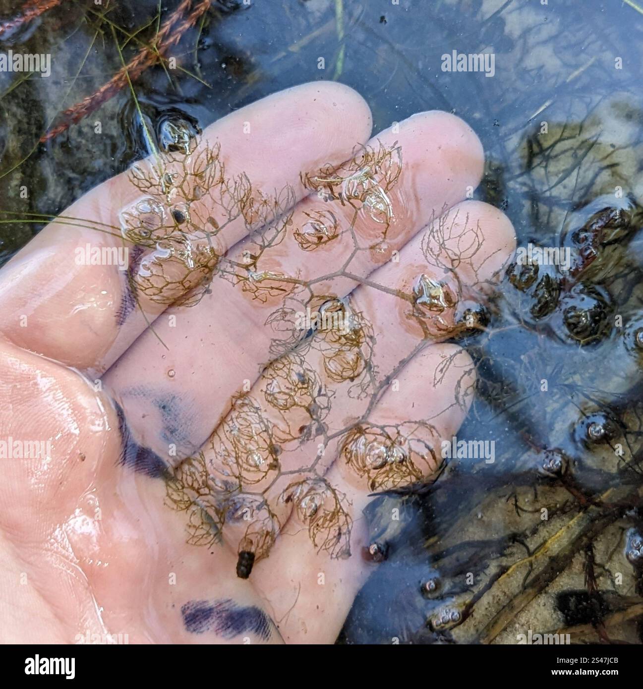swollen bladderwort (Utricularia inflata Stock Photo - Alamy
