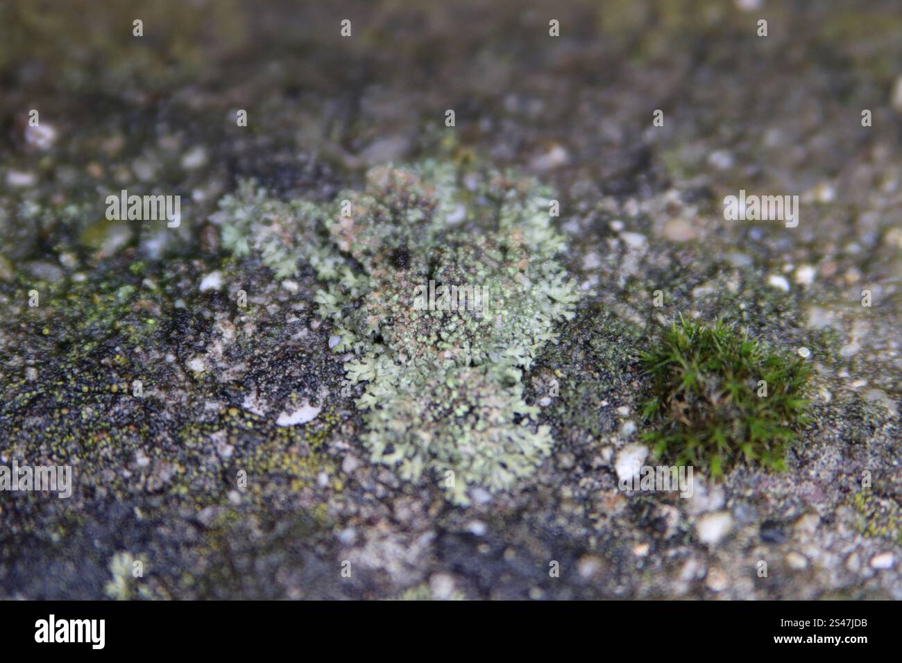 Mealy Shadow Lichen (Phaeophyscia orbicularis Stock Photo - Alamy