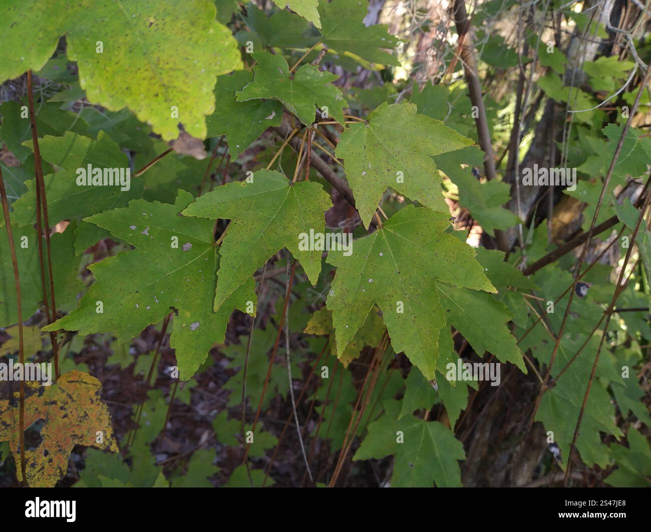 red maple (Acer rubrum Stock Photo - Alamy