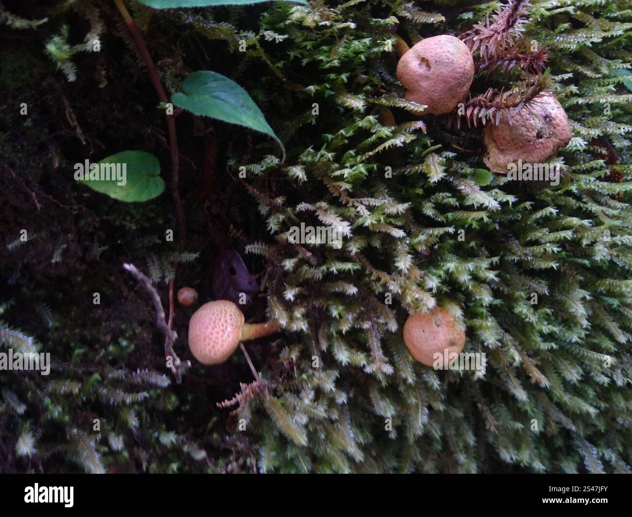 powdery sulfur bolete (Pulveroboletus ravenelii Stock Photo - Alamy
