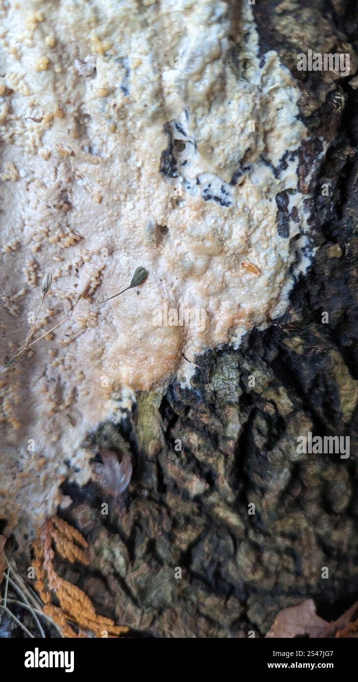 Tapioca Slime Mold (Brefeldia maxima Stock Photo - Alamy