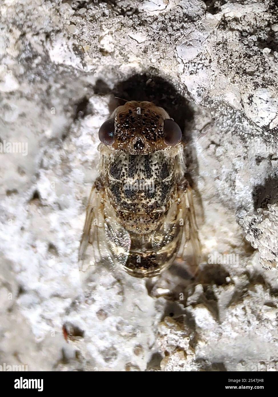Sheep Nostril Fly (Oestrus ovis Stock Photo - Alamy