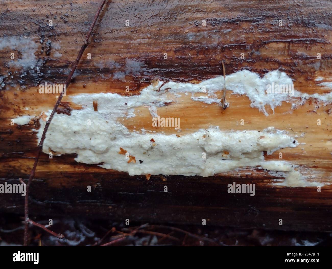 split porecrust (Xylodon paradoxus Stock Photo - Alamy