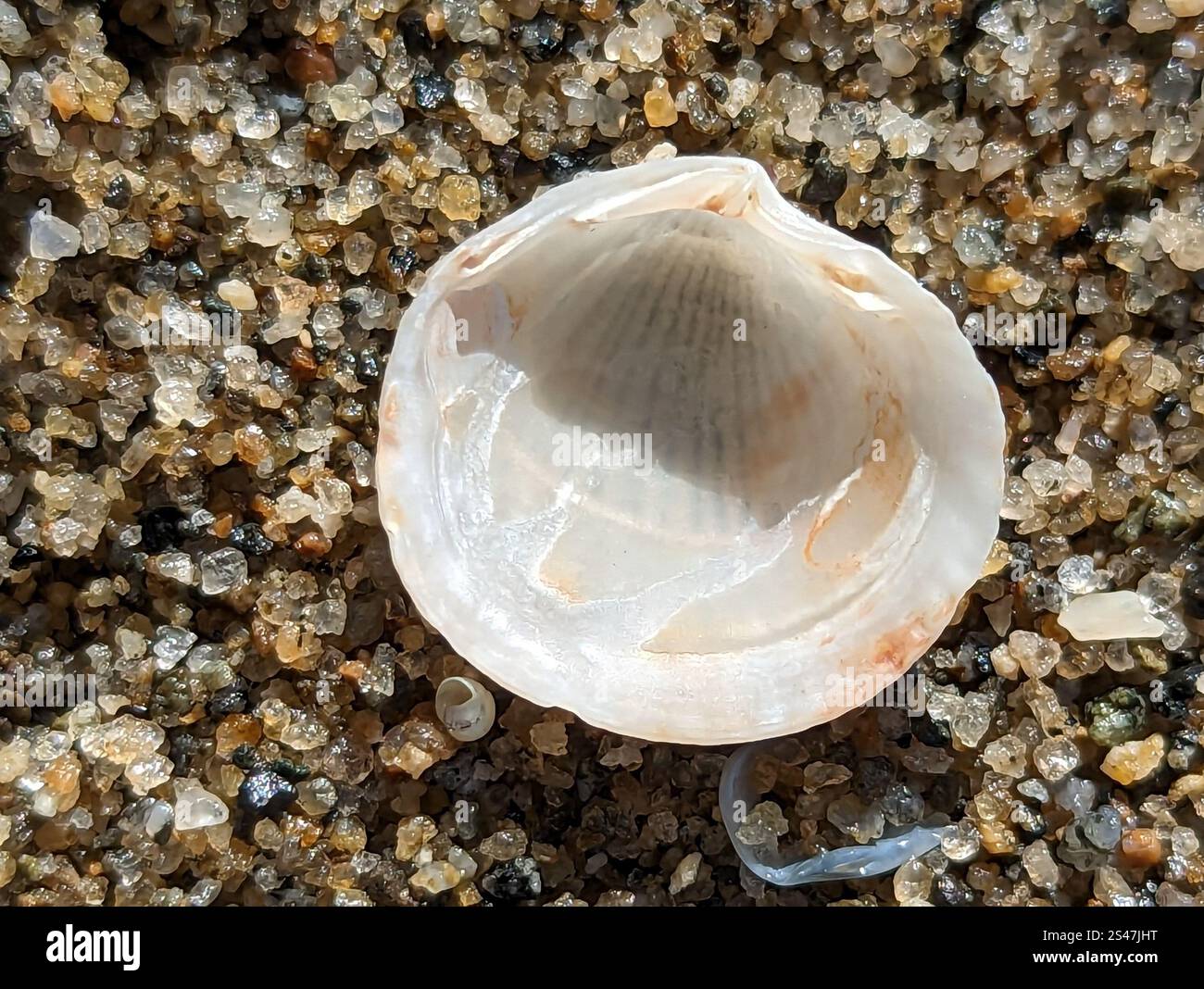 Dwarf Tiger Lucine (Ctena orbiculata Stock Photo - Alamy