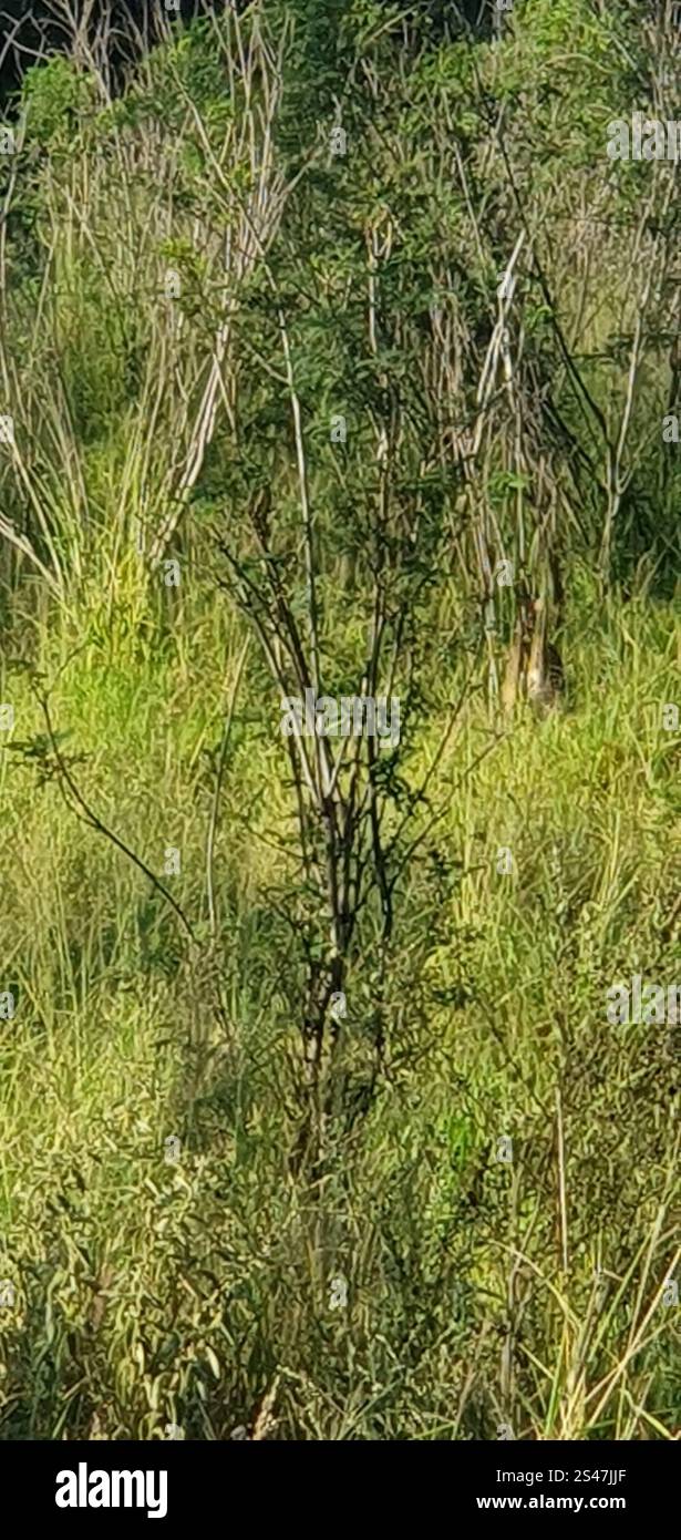 Agile Wallaby (Notamacropus agilis Stock Photo - Alamy
