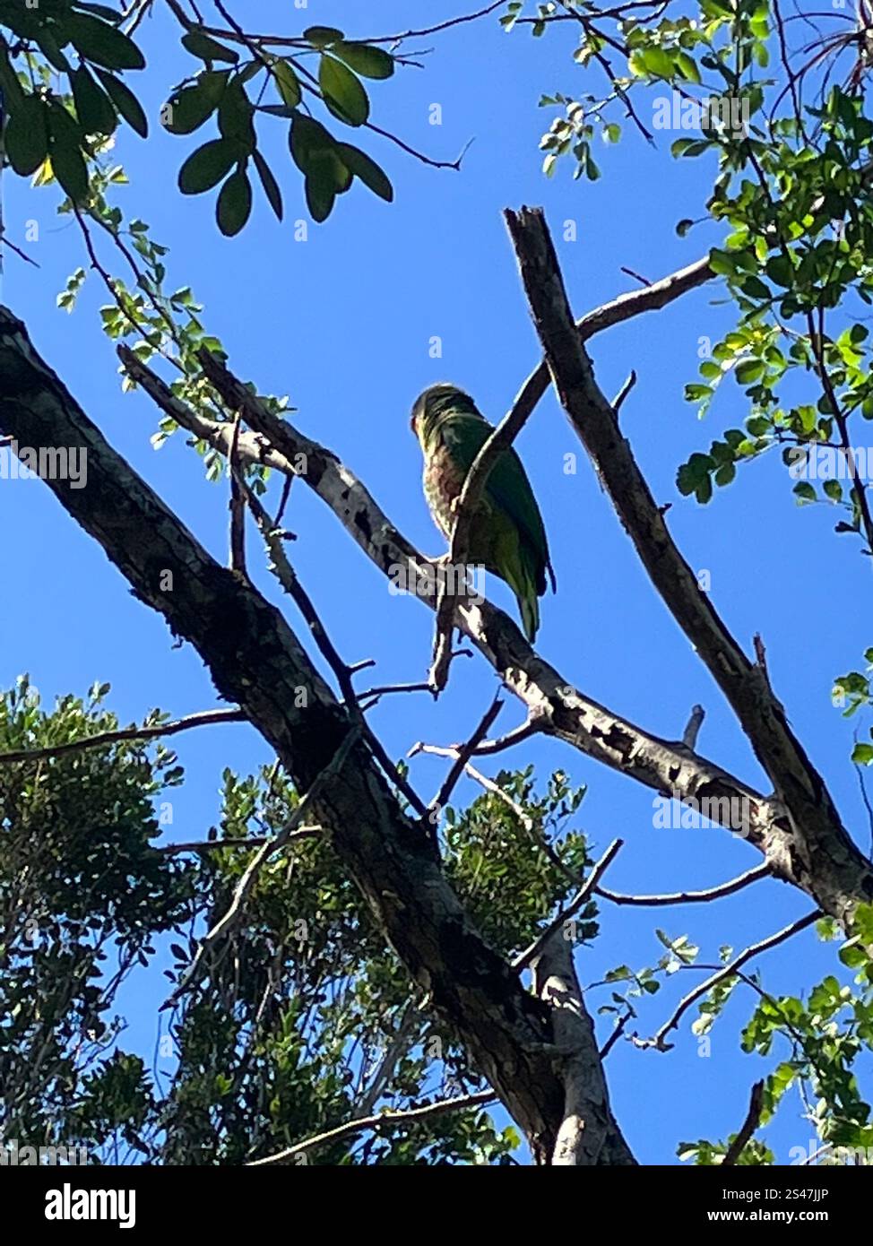 Grand Cayman Parrot (Amazona leucocephala caymanensis Stock Photo - Alamy