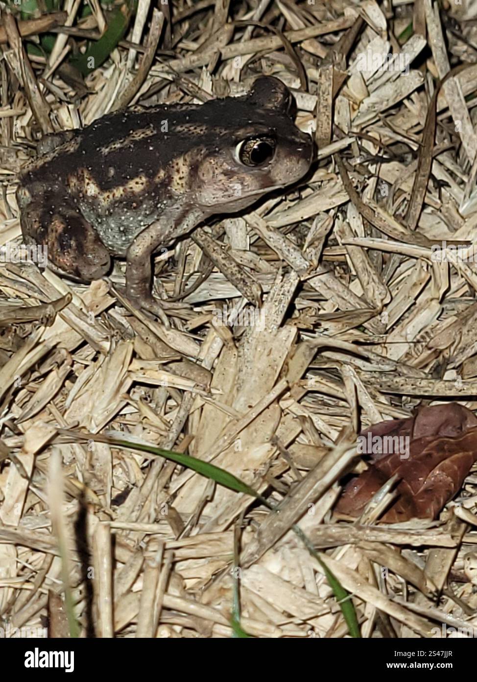 Eastern Spadefoot (Scaphiopus holbrookii Stock Photo - Alamy