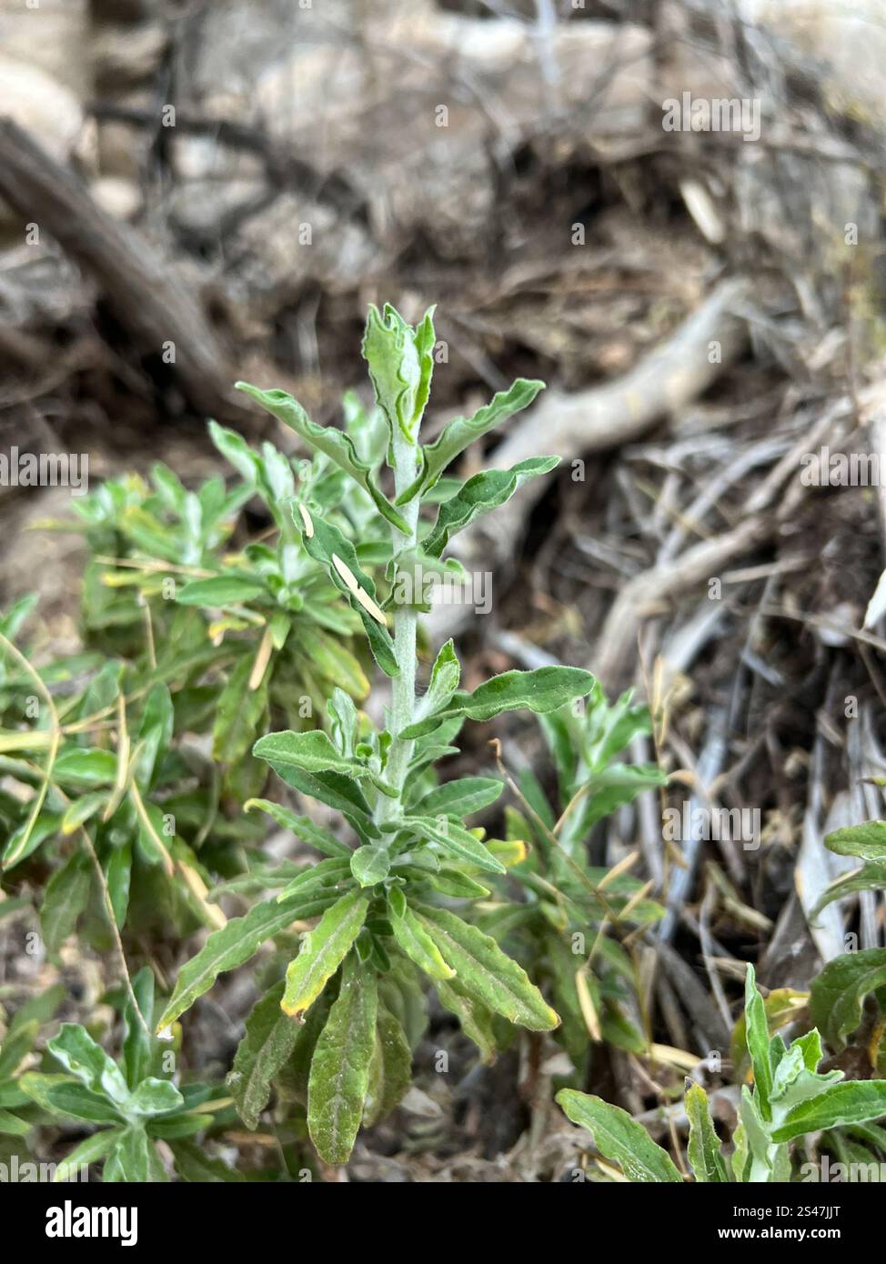 two-color rabbit tobacco (Pseudognaphalium biolettii Stock Photo - Alamy