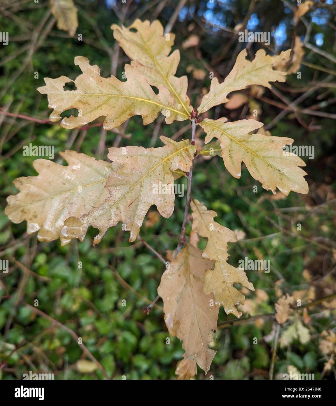 Oregon oak (Quercus garryana Stock Photo - Alamy