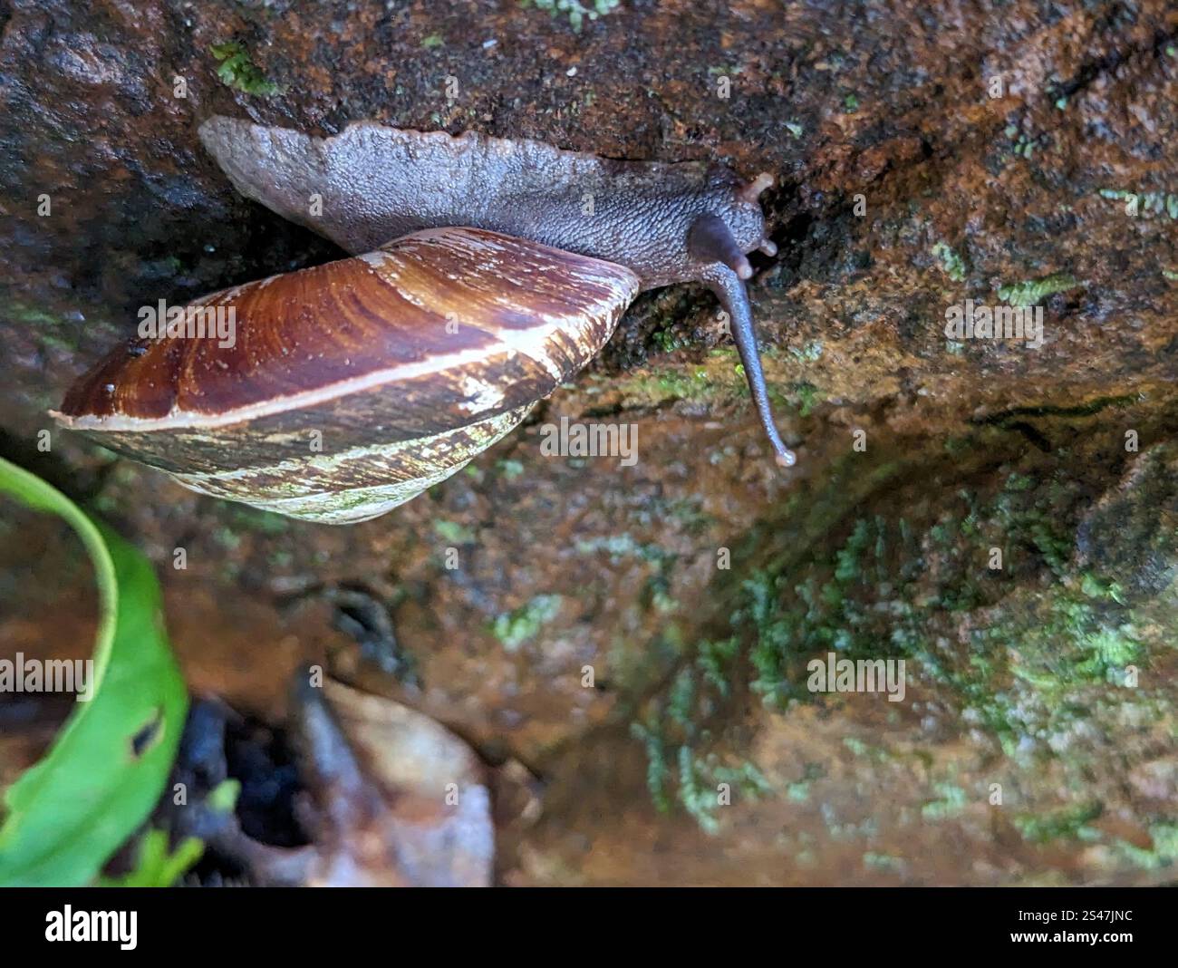 Puerto Rican Tree Snail (Caracolus caracolla Stock Photo - Alamy