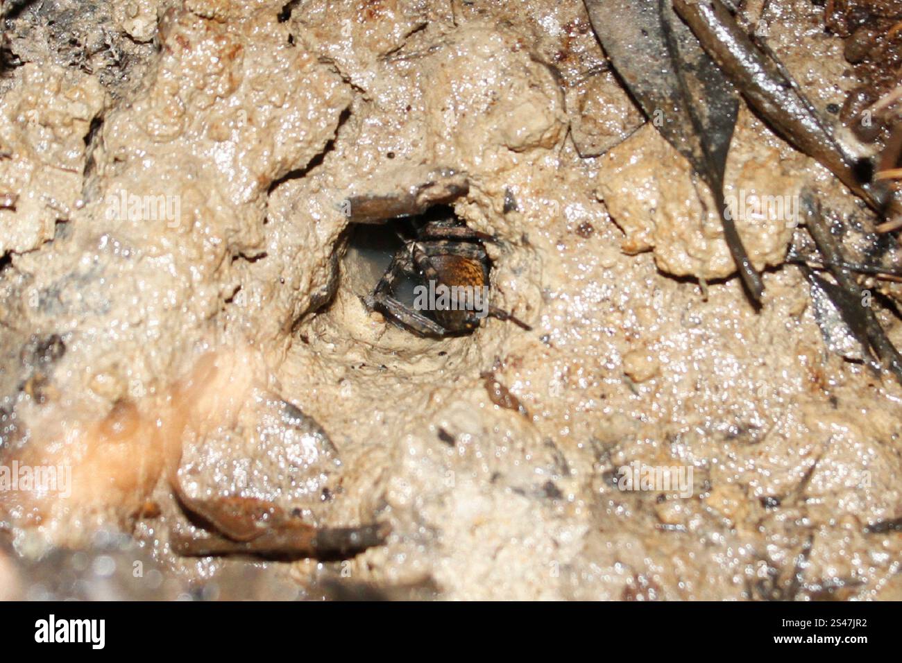 Georgia Wolf Spider (Tigrosa georgicola Stock Photo - Alamy
