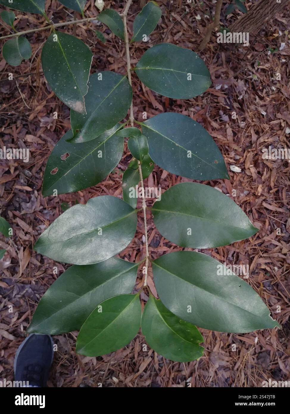 tree privet (Ligustrum lucidum Stock Photo - Alamy
