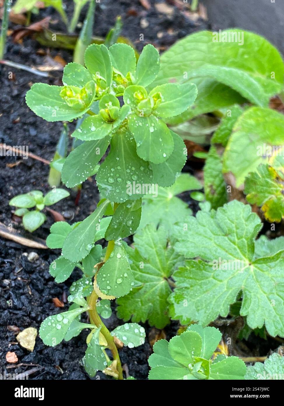 Sun spurge (Euphorbia helioscopia Stock Photo - Alamy
