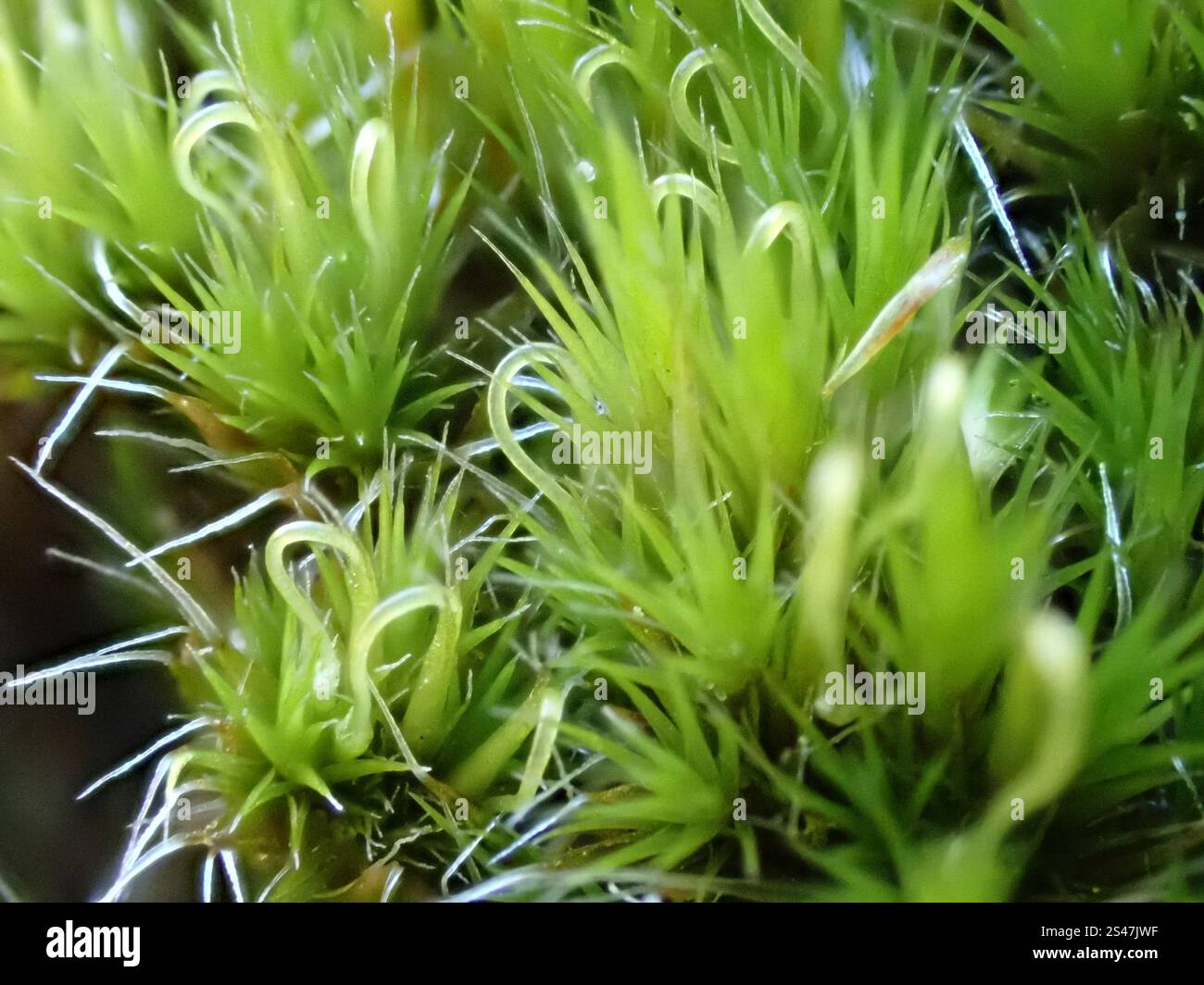 Heath Star-moss (Campylopus introflexus Stock Photo - Alamy