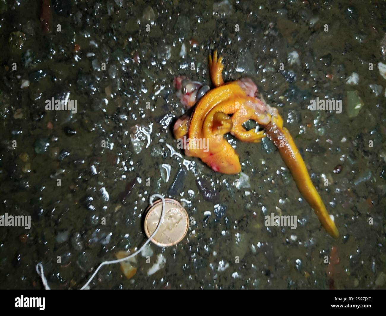 Pacific Newts (Taricha Stock Photo - Alamy