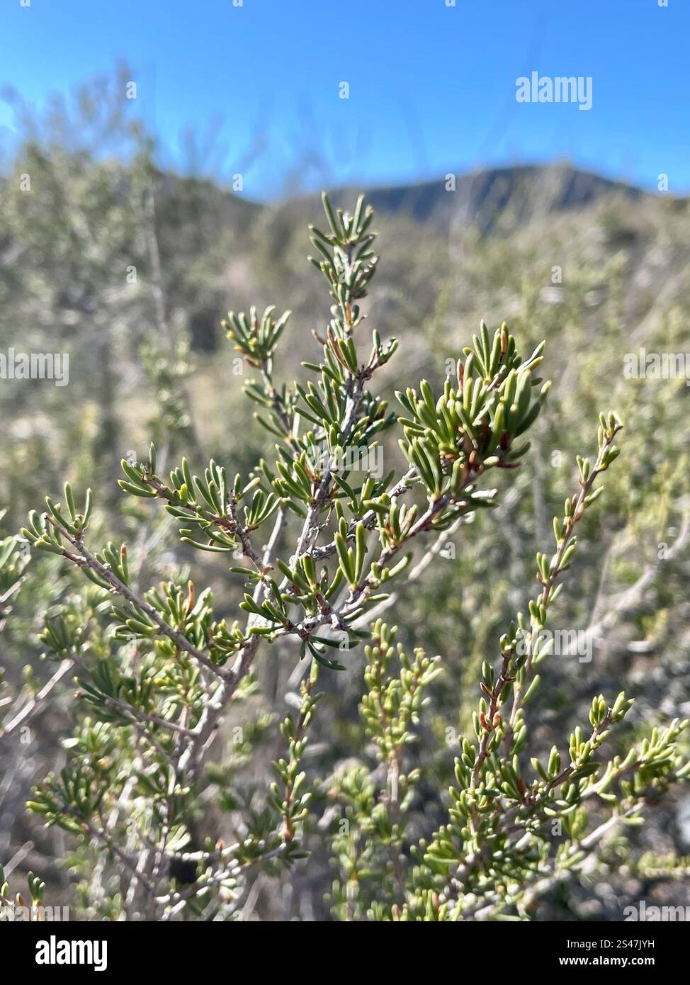 chamise (Adenostoma fasciculatum Stock Photo - Alamy